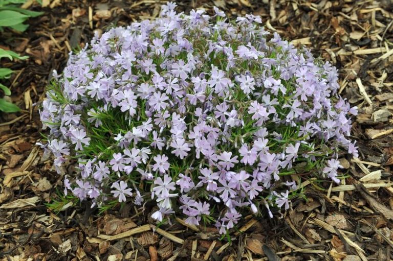 How To Grow And Care For Creeping Phlox - PlantedBloom.com