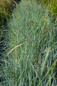 8 Rhode Island Native Plants List (With Photos)