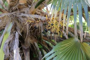 Hawaii Native Plants List: 9 Stunning Plants (With Pictures)