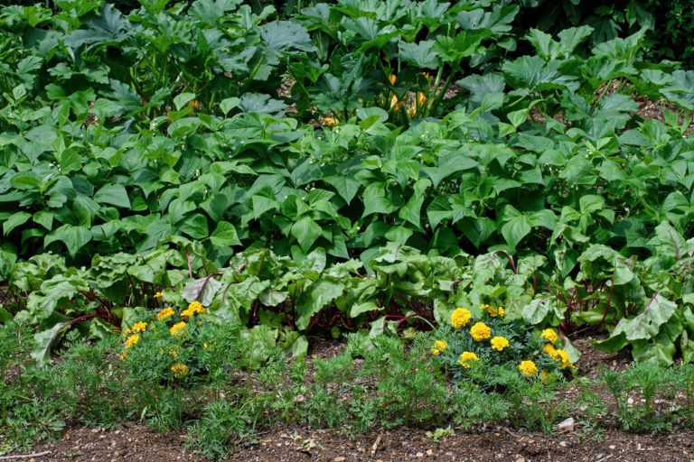 5 Best Companion Plants For Beans (And What To Avoid)