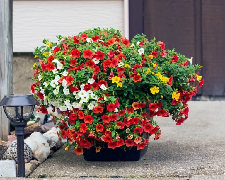 9 Best Plants For Spillover Effect