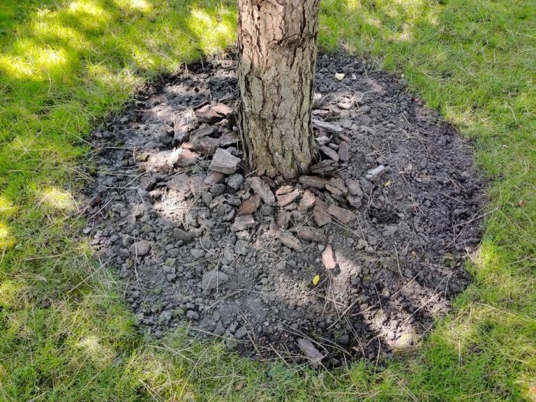 5 Fun Landscaping Ideas Around Trees