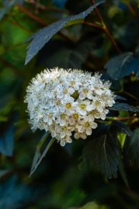 Kansas Native Plants List: 12 Best Plants (With Photos)