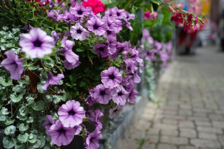 9 Best Plants For Spillover Effect
