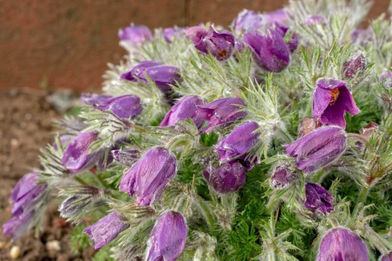 How To Grow Pasque Flowers (With 4 Additional Tips)