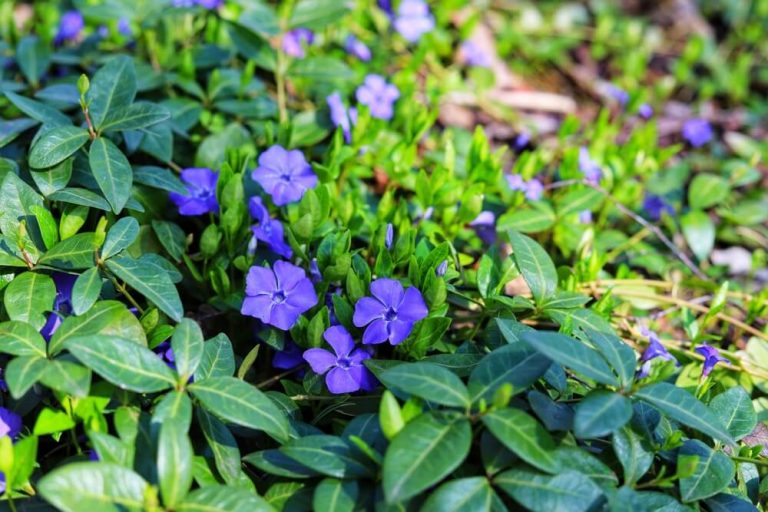 12 True Blue Perennials For Your Garden