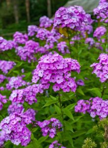 Kansas Native Plants List: 12 Best Plants (With Photos)