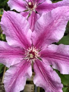 A Collection Of 15 Clematis Types (Photos Included)