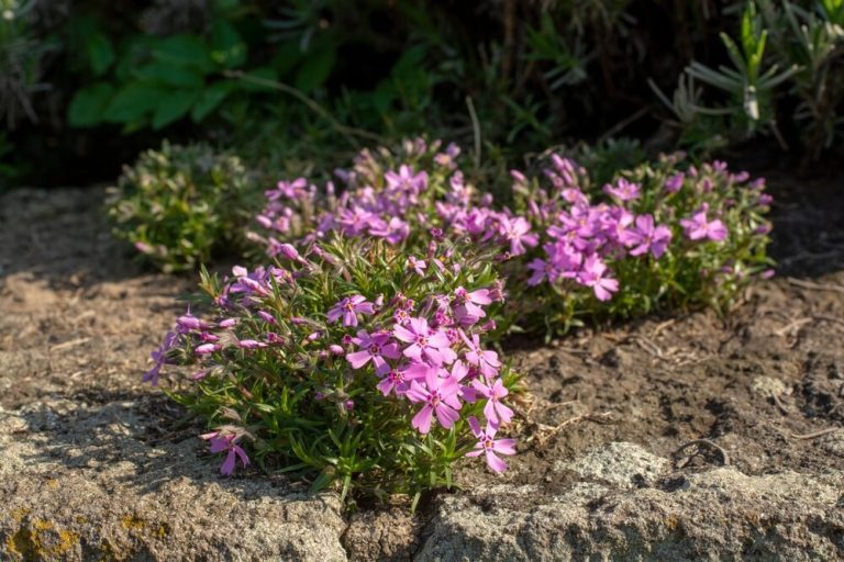 How To Grow And Care For Creeping Phlox - PlantedBloom.com