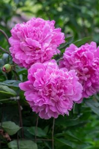 17 Best Companion Plants For Roses (Photos & Facts)