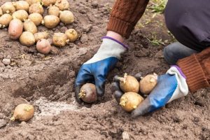 How To Chit Seed Potatoes (Complete Guide)