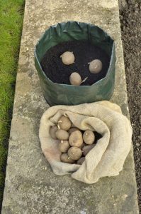 How To Chit Seed Potatoes (Complete Guide)