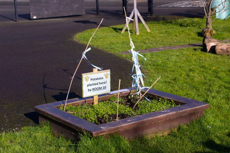 How To Grow Potatoes In Small Spaces For Large Harvest (Do This!)