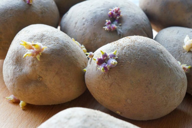 How To Chit Seed Potatoes (Complete Guide)