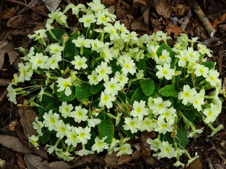 13 Different Types Of Primrose Plants (With Photos)