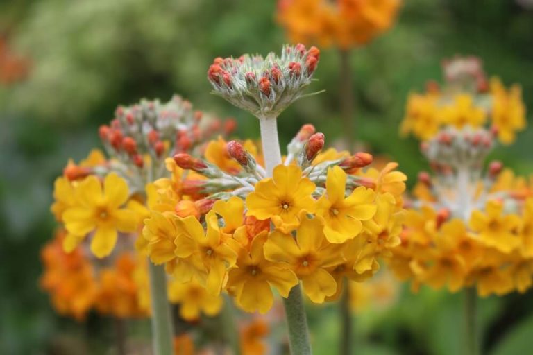13 Different Types Of Primrose Plants (With Photos)