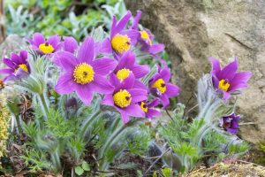 How To Grow Pasque Flowers (With 4 Additional Tips)