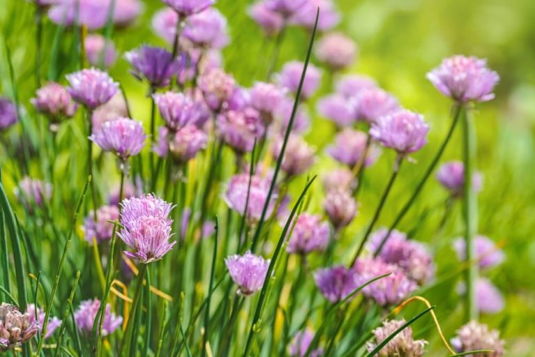 How To Grow Chives In 6 Easy Steps