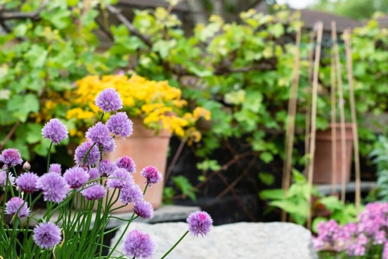 How To Grow Chives In 6 Easy Steps