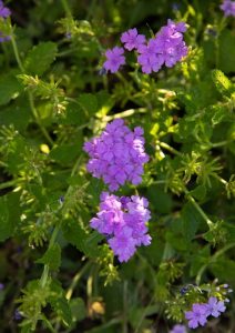 Kansas Native Plants List: 12 Best Plants (With Photos)