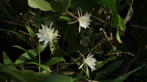 Queen Of The Night Flower Growing Guide (10 Crucial Rules)