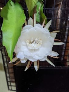 Queen Of The Night Flower Growing Guide (10 Crucial Rules)