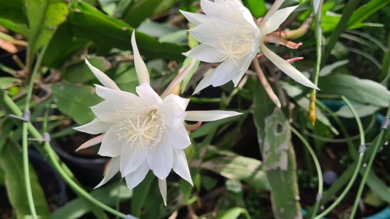 Queen Of The Night Flower Growing Guide (10 Crucial Rules)