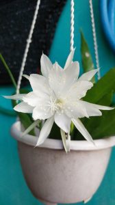 Queen Of The Night Flower Growing Guide (10 Crucial Rules)