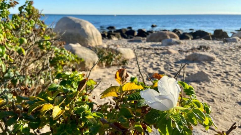 8 Rhode Island Native Plants List (With Photos)