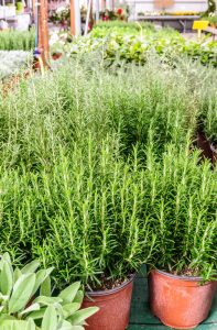 How To Grow A Rosemary Hedge (Complete Guide)