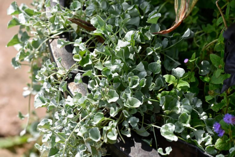 9 Best Plants For Spillover Effect