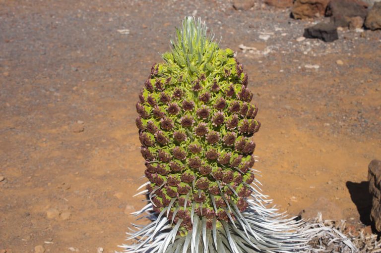 Hawaii Native Plants List: 9 Stunning Plants (With Pictures)