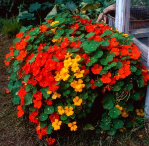 9 Best Plants For Spillover Effect