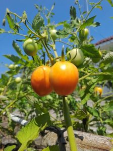 How Proper Tomato Plant Spacing Boosts Crop Health & Yields