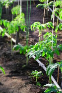 Tomato Cages: The Ultimate Guide To Supporting Your Tomato Plants