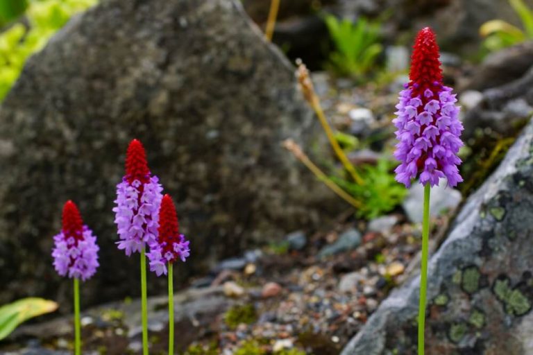 13 Different Types Of Primrose Plants (With Photos)