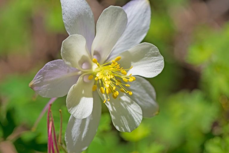 14 Beautiful White Flowering Perennials (With Photos)