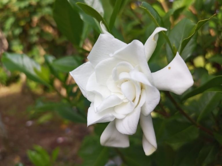 14 Beautiful White Flowering Perennials (With Photos)