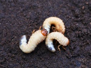 7 Signs Of Grubs In Lawn (And How To Get Rid Of Them)