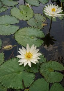 Kansas Native Plants List: 12 Best Plants (With Photos)