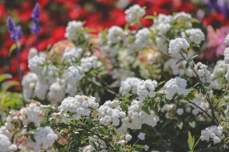 14 Beautiful White Flowering Perennials (With Photos)