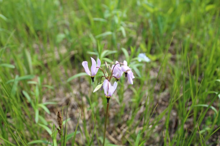 13 Different Types Of Primrose Plants (With Photos)
