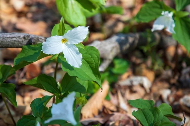 14 Beautiful White Flowering Perennials (With Photos)