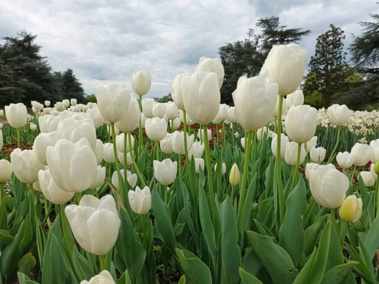 14 Beautiful White Flowering Perennials (With Photos)