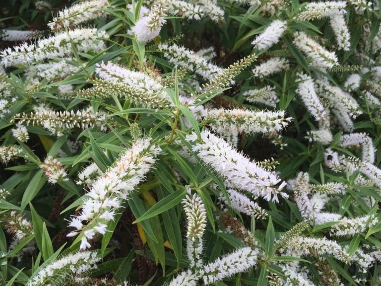 14 Beautiful White Flowering Perennials (With Photos)