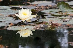 Kansas Native Plants List: 12 Best Plants (With Photos)