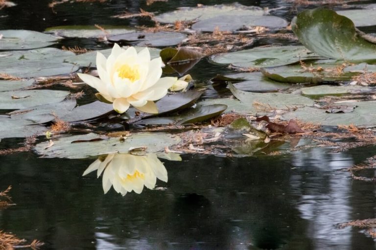 Kansas Native Plants List: 12 Best Plants (With Photos)