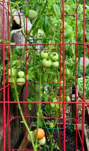 Tomato Cages: The Ultimate Guide To Supporting Your Tomato Plants