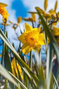 12 Fun Facts About Daffodils