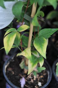 How To Grow Clematis In Pots (Complete Guide)